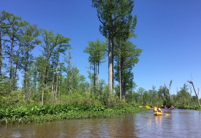 Chesapeake Conservation Partnership » Dragon Run Preservation